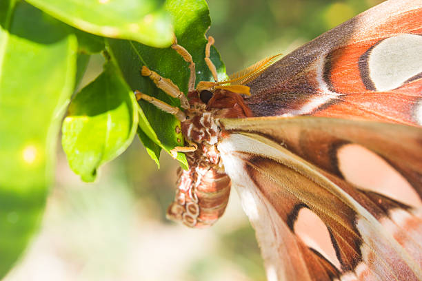 650+ Attacus Atlas Moth Stock Photos, Pictures & Royalty-Free Images ... 650+ Attacus Atlas Moth Stock Photos, Pictures & Royalty-Free Images ...