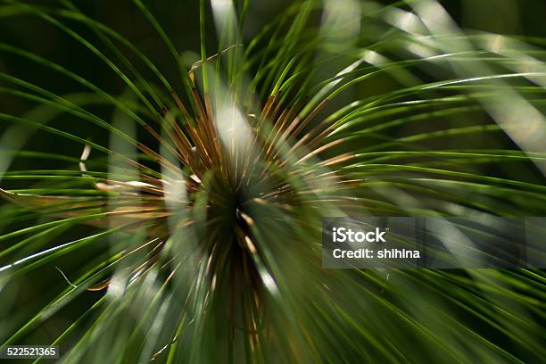 Cyperus 파피루스 북아프리카 고대 이집트 문화에 대한 스톡 사진 및 기타 이미지 고대 이집트 문화 추상적인 0명
