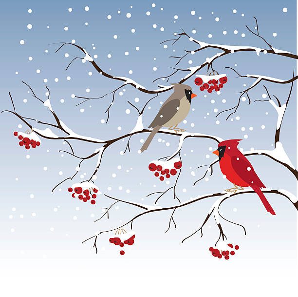 Free Stock Photo of Winter Cardinal | Download Free Images and Free ...