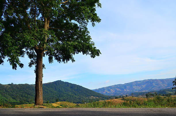Free Stock Photo of Large Tree by Side of Road | Download Free Images ...