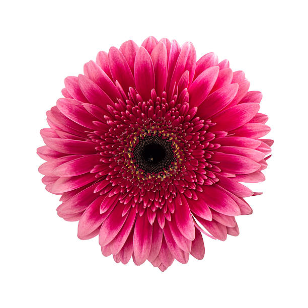Pink Daisy Pictures | Download Free Images on Unsplash