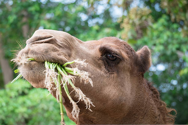 Camel Wolf Down Straw - Free photo on Pixabay