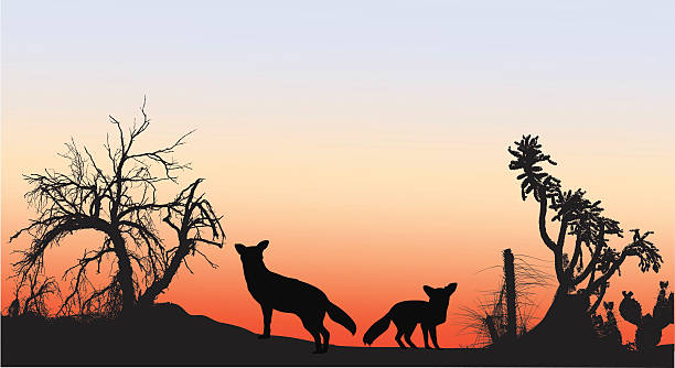 Coyote Illustrations Royalty Free Vector Graphics And Clip Art Istock