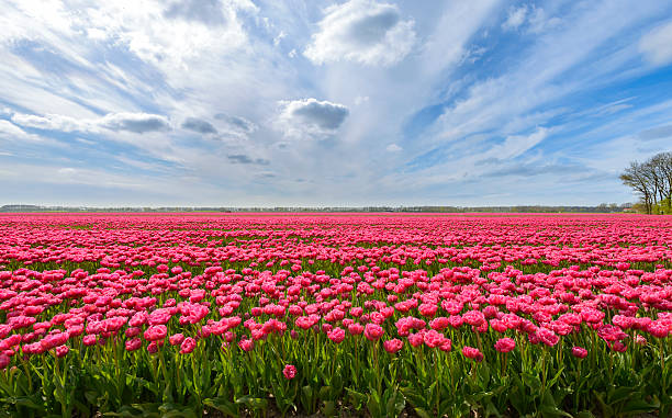 Free Stock Photo of Beautiful field of blooming pink tulips | Download ...