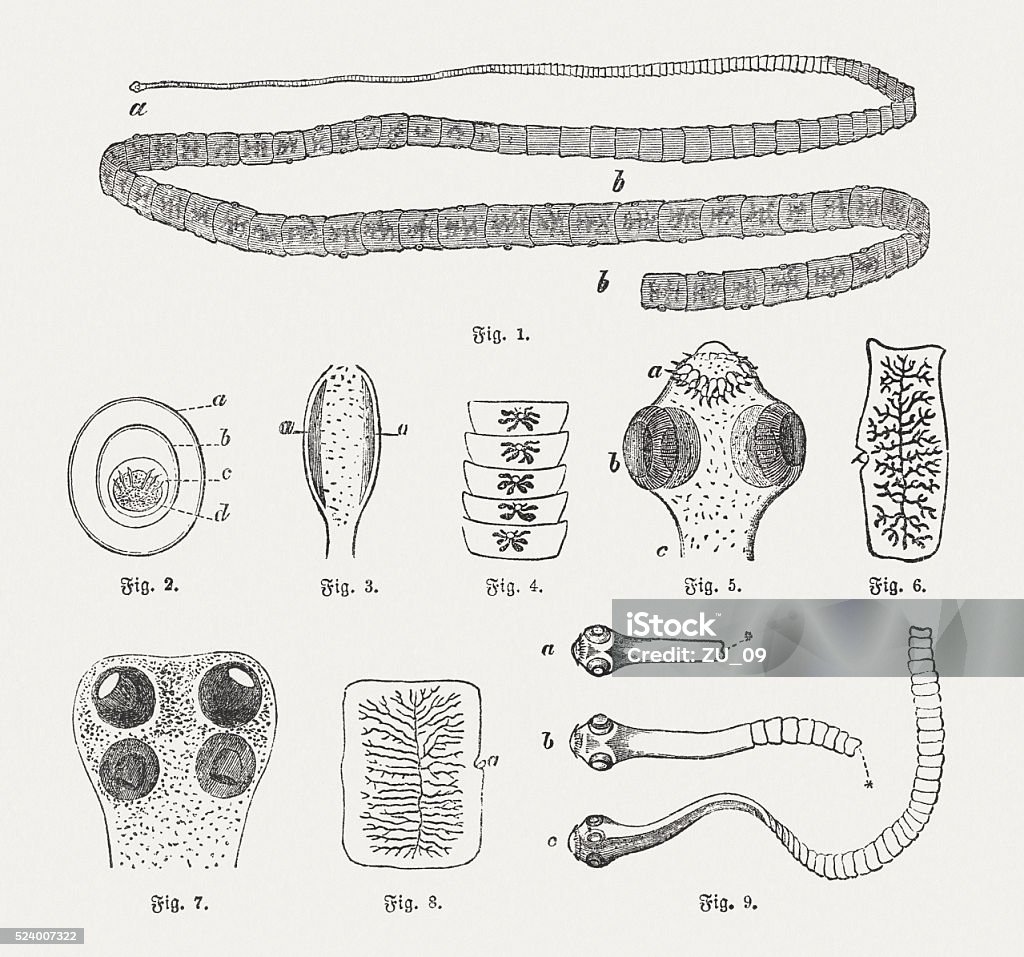 Tapeworm Scolex Diagram