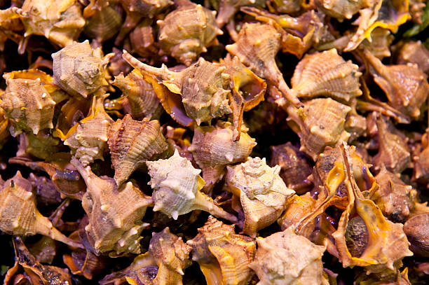 Free picture: crustacean, food, fish, shell, seafood, sea, gastropod