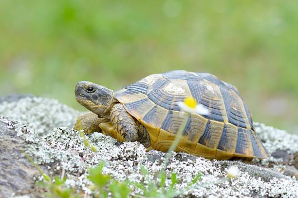 Free picture: Greek tortoise (Testudo graeca) close-up of turtle