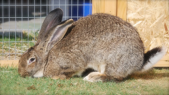 Kelinci Raksasa Flemish Duduk Di Kebunku Foto Stok - Unduh Gambar ... Kelinci Raksasa Flemish Duduk Di Kebunku Foto Stok - Unduh Gambar ...