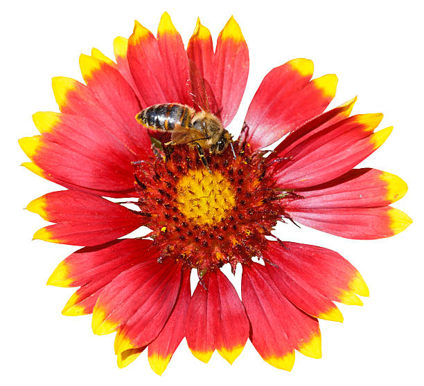 Free Stock Photo of Red Flower With Bee | Download Free Images and Free ...