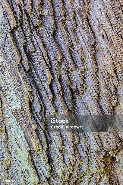 Wood Texture 照片檔及更多 三夾板 照片 三夾板 乾植物 乾的 Istock