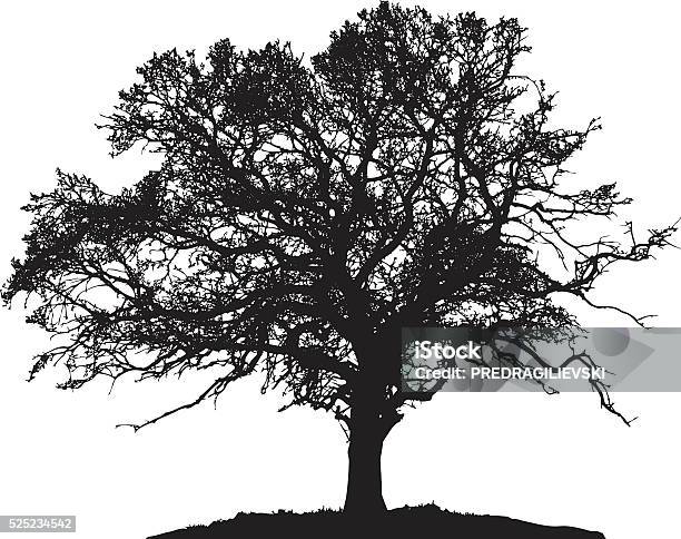 Tree Silhouette向量圖形及更多樹圖片 樹 側影 橡樹 Istock