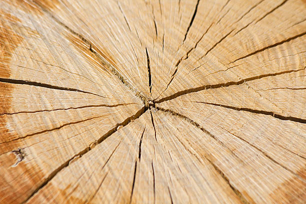 Tronco De Arbol Pictures | Download Free Images on Unsplash