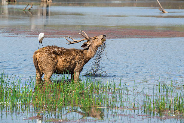 Sambar Pictures | Download Free Images on Unsplash