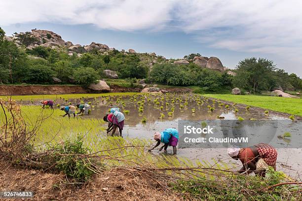 7 여자대표 공장요 쌀 물에 만들진 Paddy 7에 대한 스톡 사진 및 기타 이미지 7 논 농업 Istock