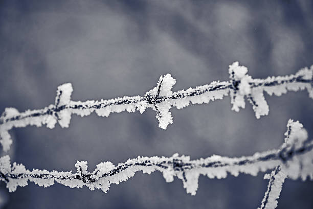 Free picture: frozen, wires, barbed wire, fence, ice, ice crystal ...