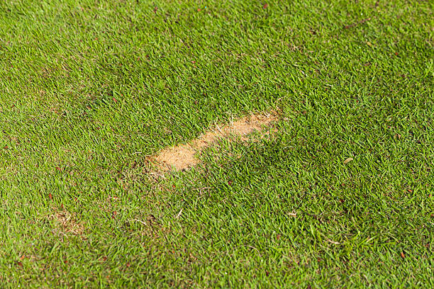 120+ Divot Repair Stock Photos, Pictures & Royalty-Free Images - iStock 120+ Divot Repair Stock Photos, Pictures & Royalty-Free Images - iStock