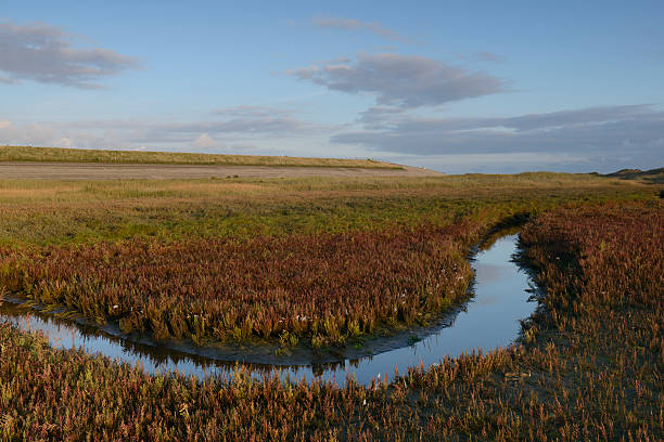 Free Stock Photo of Aerial view of a tidal landscape with greenery ...