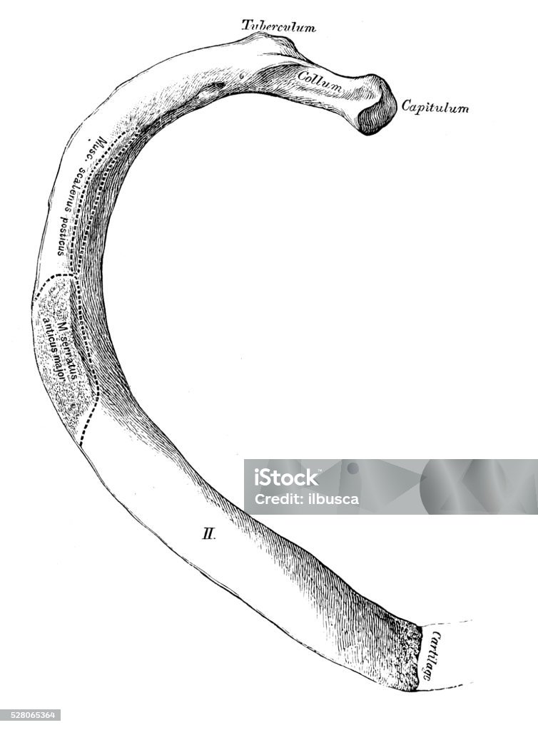 Anatomie Des Menschen Wissenschaftliche Illustrationen Zweite Rippe Stock Vektor Art Und Mehr