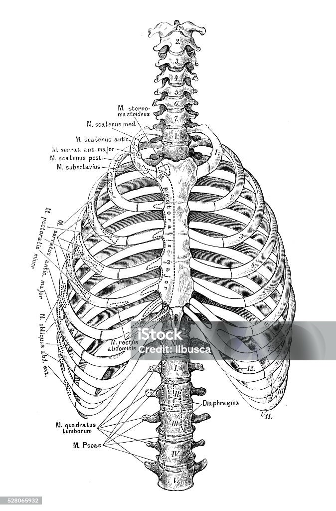 Anatomie Des Menschen Wissenschaftliche Illustrationen Brustkorb Und Wirbelsäule Stock Vektor