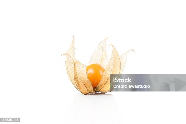 Physalis 흰색 바탕에 흰색 배경 0명에 대한 스톡 사진 및 기타 이미지 0명 과일 꽈리 베리류 Istock