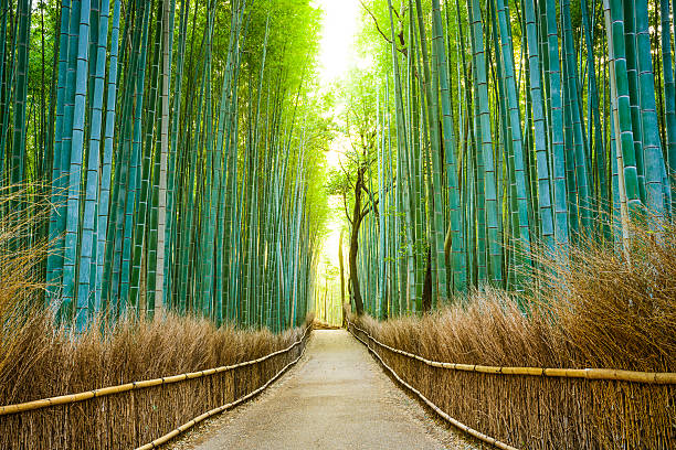30k+ Japan Nature Pictures | Download Free Images on Unsplash
