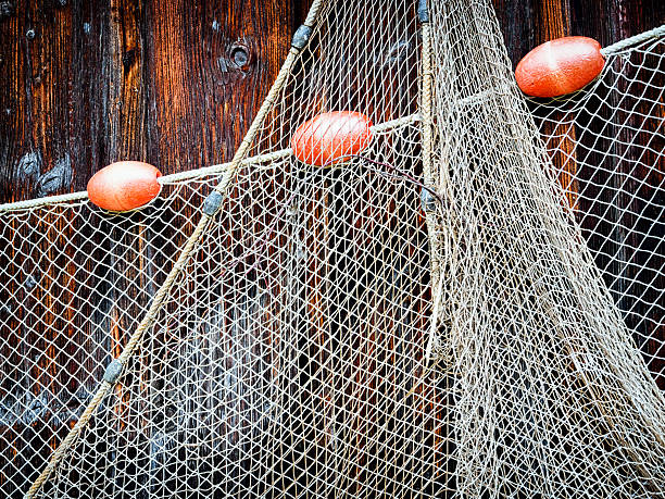 Net Fishing Pictures | Download Free Images on Unsplash