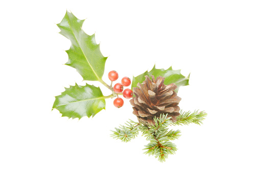 Sprig Of 호랑가시나무 및 파인에서 원뿔형 0명에 대한 스톡 사진 및 기타 이미지 0명 나무 녹색 Istock