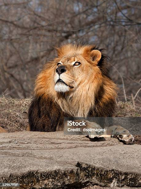 Lion 위를 올려다 갈기에 대한 스톡 사진 및 기타 이미지 갈기 고양잇과 국왕 Istock