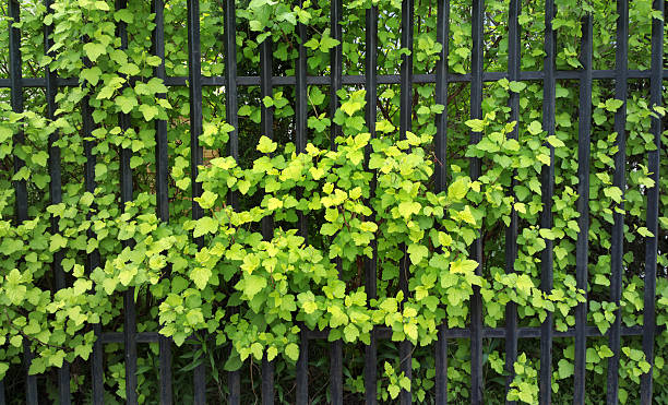 Free picture: Bush branchlets with dark leaves in grid fence