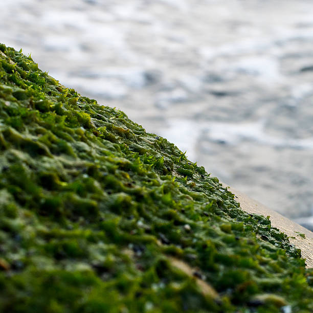 Algas Marinas Pictures | Download Free Images on Unsplash