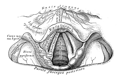 Ilustración De Ilustraciones Científicas De Anatomía Humana Laringe Y