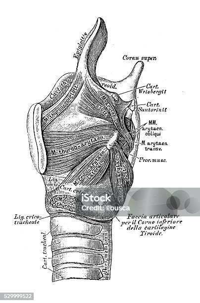 Ilustración De Ilustraciones Científicas De Anatomía Humana Laringe Y