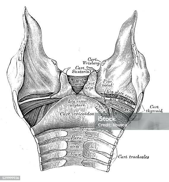 Ilustración De Ilustraciones Científicas De Anatomía Humana Laringe Y
