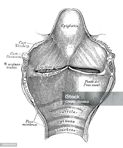 Ilustración De Ilustraciones Científicas De Anatomía Humana Laringe Y