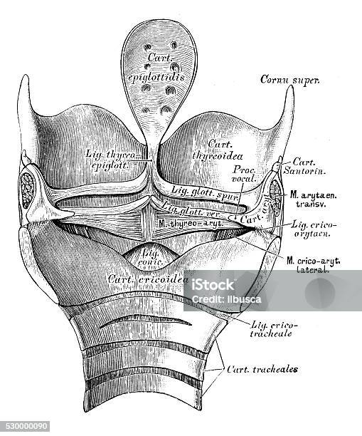 Ilustración De Ilustraciones Científicas De Anatomía Humana Laringe Y
