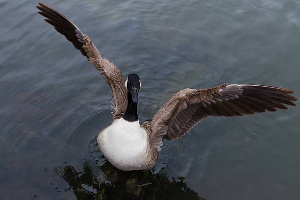370+ Cackling Geese Stock Photos, Pictures & Royalty-Free Images - iStock 370+ Cackling Geese Stock Photos, Pictures & Royalty-Free Images - iStock
