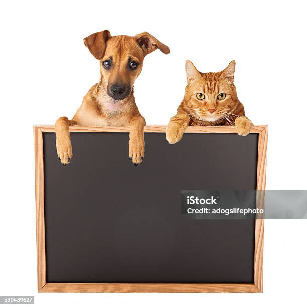 Anjing Dan Kucing Di Atas Tanda Kosong Foto Stok - Unduh Gambar ... Anjing Dan Kucing Di Atas Tanda Kosong Foto Stok - Unduh Gambar ...