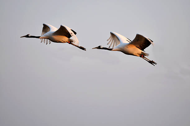 Red Crowned Crane Pictures | Download Free Images on Unsplash