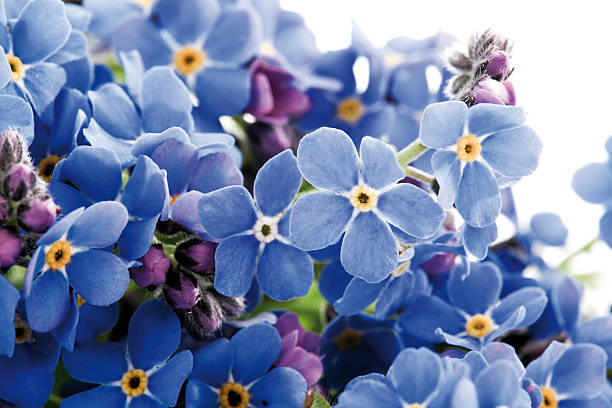 Forget Me Not Blue Flowers Meadow - Free photo on Pixabay