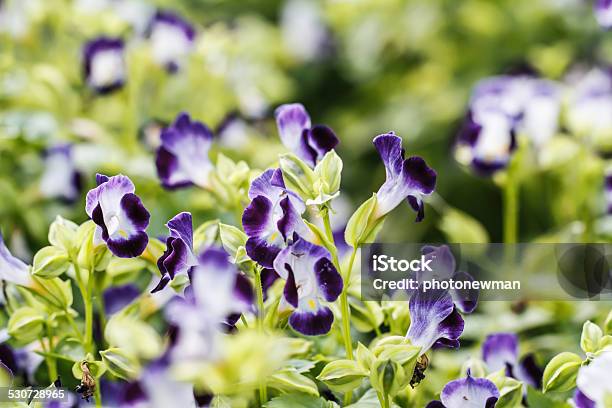V자형 뼈 아이리스입니다 0명에 대한 스톡 사진 및 기타 이미지 0명 계절 꽃 꽃의 구조 Istock