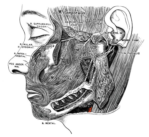 50+ Trigeminal Nerve Stock Illustrations, Royalty-Free Vector Graphics ... 50+ Trigeminal Nerve Stock Illustrations, Royalty-Free Vector Graphics ...
