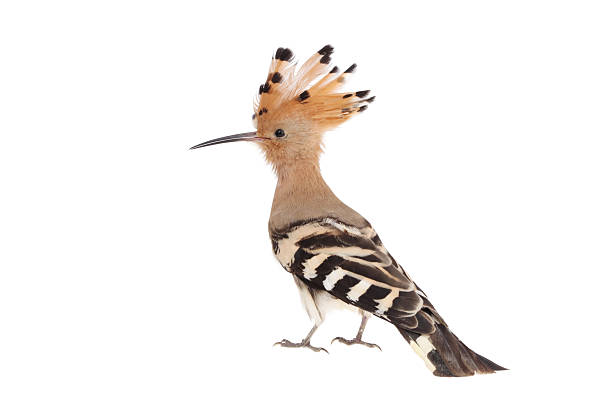 Hoopoe Pictures | Download Free Images on Unsplash
