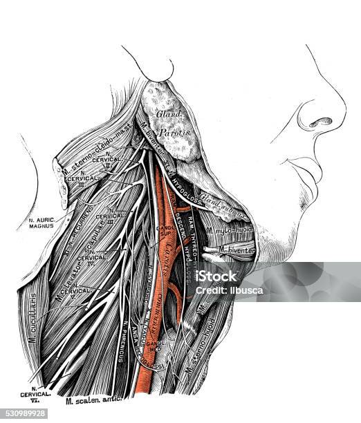 Ilustración De Ilustraciones Científicas De Anatomía Humana Nervio
