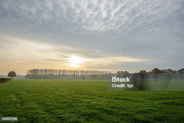 Lapangan Dengan Pohon Oak Di Pagi Hari Jatuh Cahaya Foto Stok - Unduh ... Lapangan Dengan Pohon Oak Di Pagi Hari Jatuh Cahaya Foto Stok - Unduh ...
