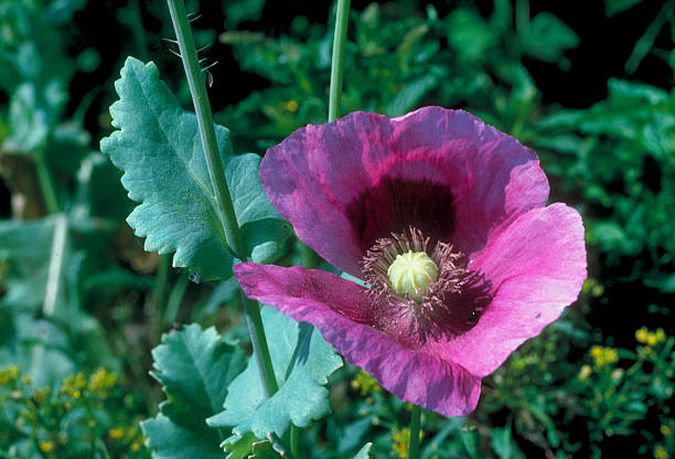 Opium Poppy Flower - Free photo on Pixabay