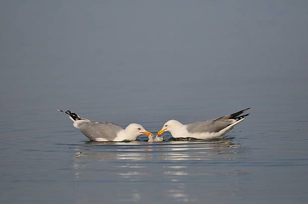 Free picture: Two yellow-legged gulls (Larus michahellis)