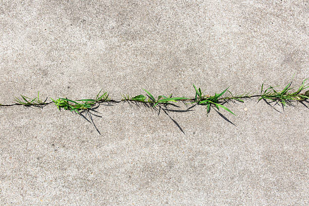 Free Stock Photo of A cracked ground with grass growing in it ...