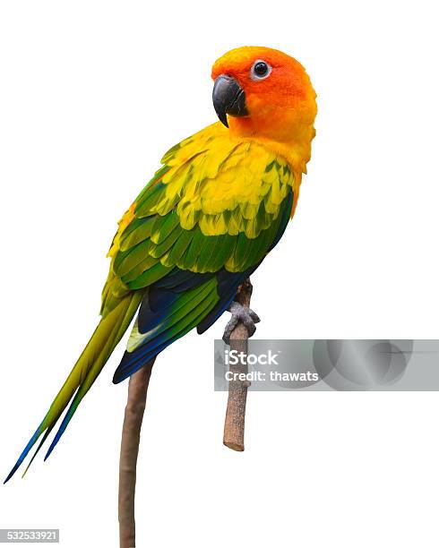 Burung Burung Beo Sun Conure Foto Stok - Unduh Gambar Sekarang - Latar ... Burung Burung Beo Sun Conure Foto Stok - Unduh Gambar Sekarang - Latar ...