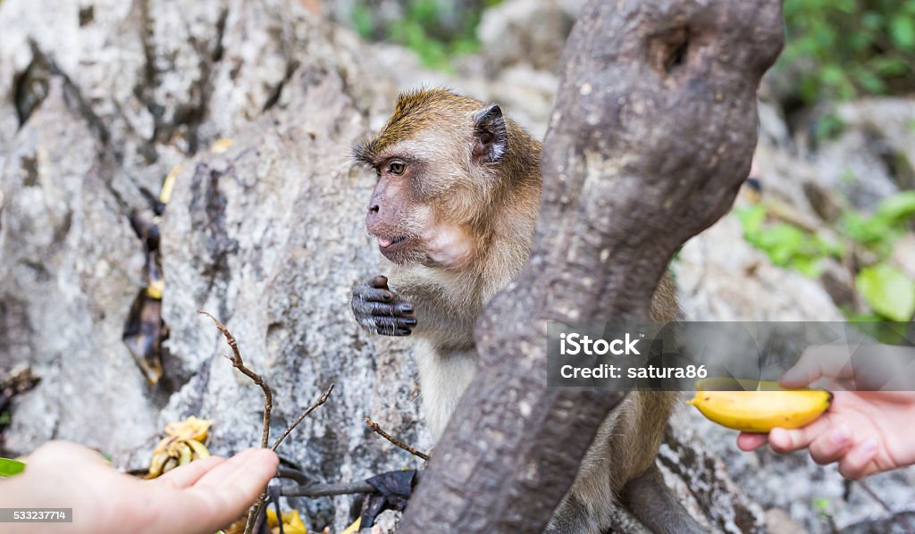 Monkey Taking Food From Humans Hand Stock Photo - Download Image Now ... Monkey Taking Food From Humans Hand Stock Photo - Download Image Now ...
