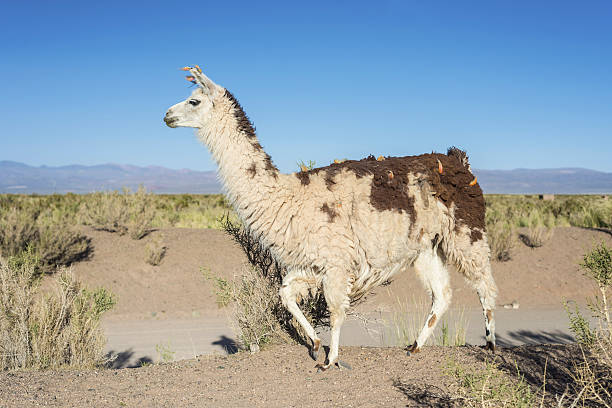 Free picture: Domesticated Llama standing in a desert in the Andes ...